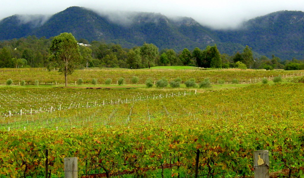 picture-of-hunter-valley